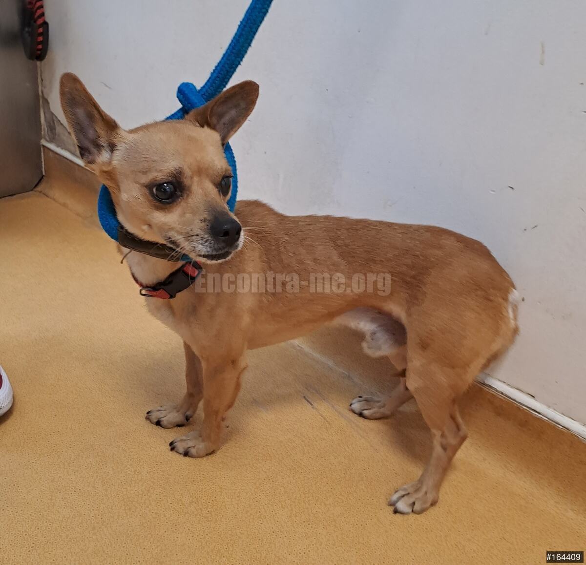 Anúncio N.º 164409 - Cão Encontrado - Encontra-me