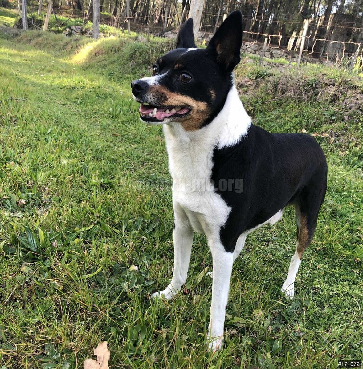 Anúncio N.º 171072 - Cão Desaparecido - Encontra-me