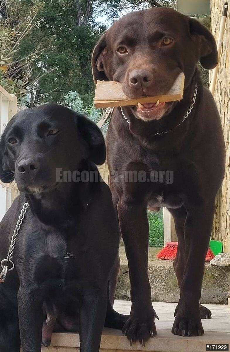 Anúncio N.º 171929 - Cão Desaparecido - Encontra-me