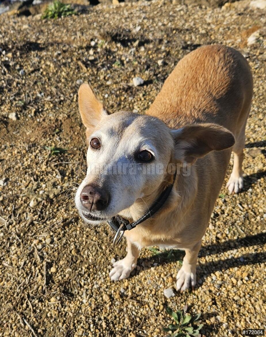 Anúncio N.º 172064 - Cadela Desaparecida - Encontra-me