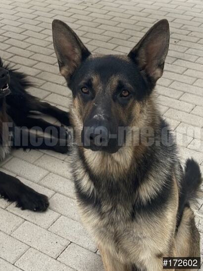 Anúncio N.º 172602 - Cão Desaparecido - Encontra-me