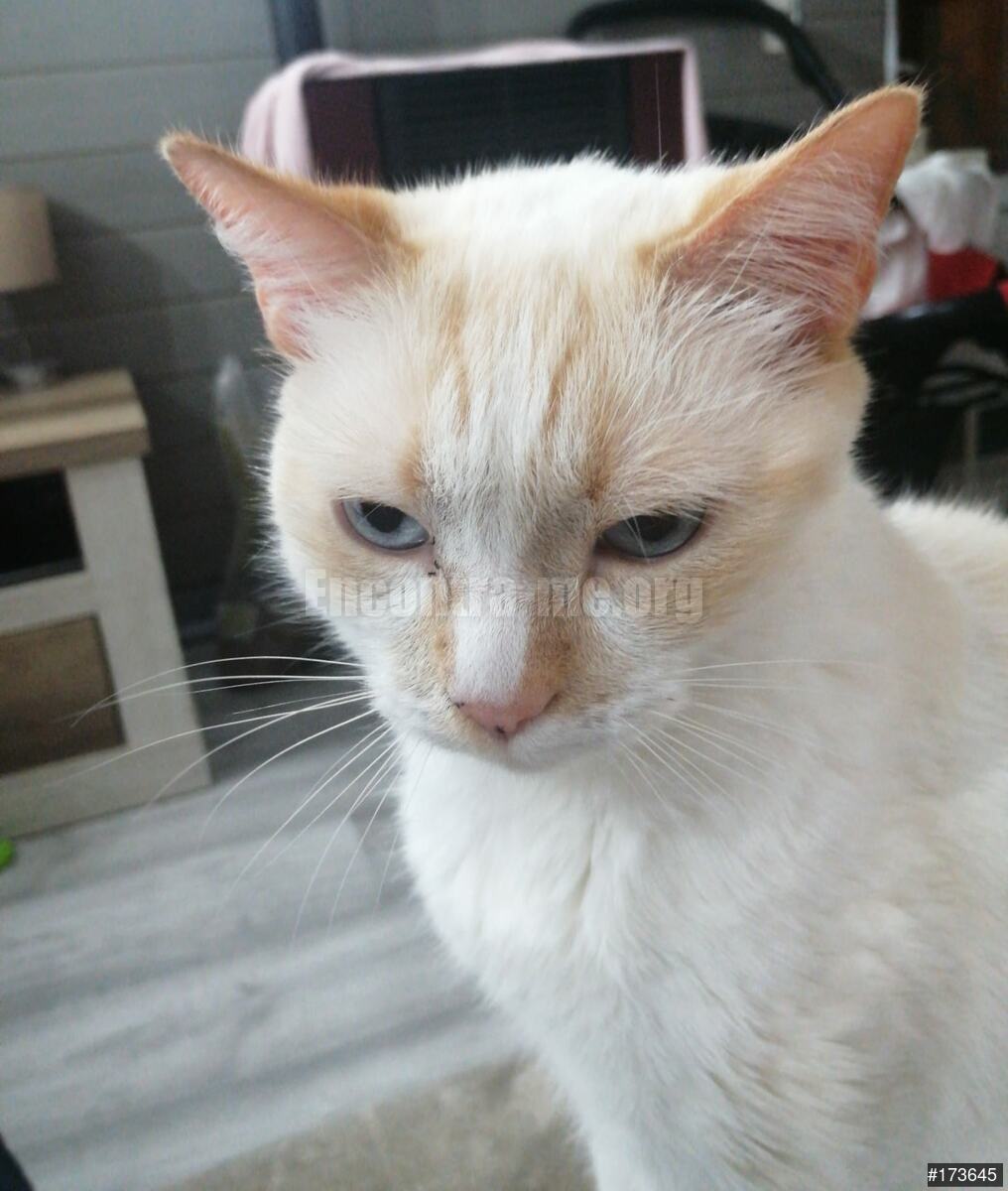 Anúncio N.º 173645 - Gato Desaparecido - Encontra-me