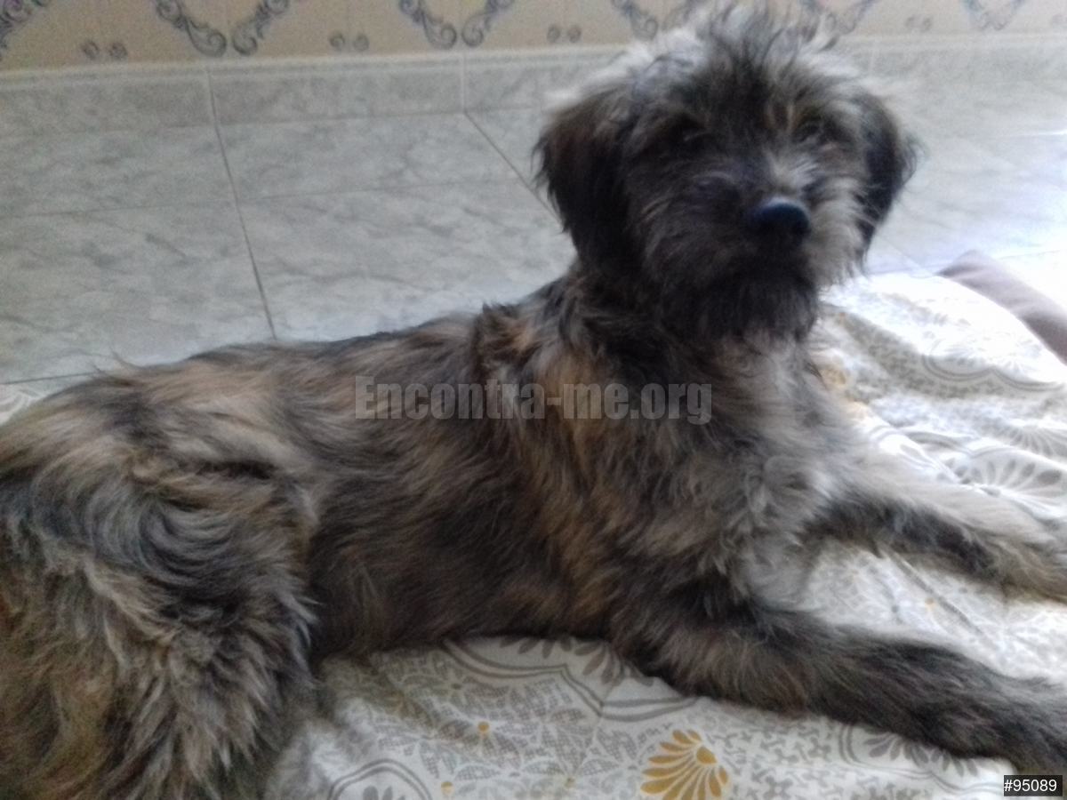 Anúncio N.º 95089 - Cão Desaparecido - Encontra-me