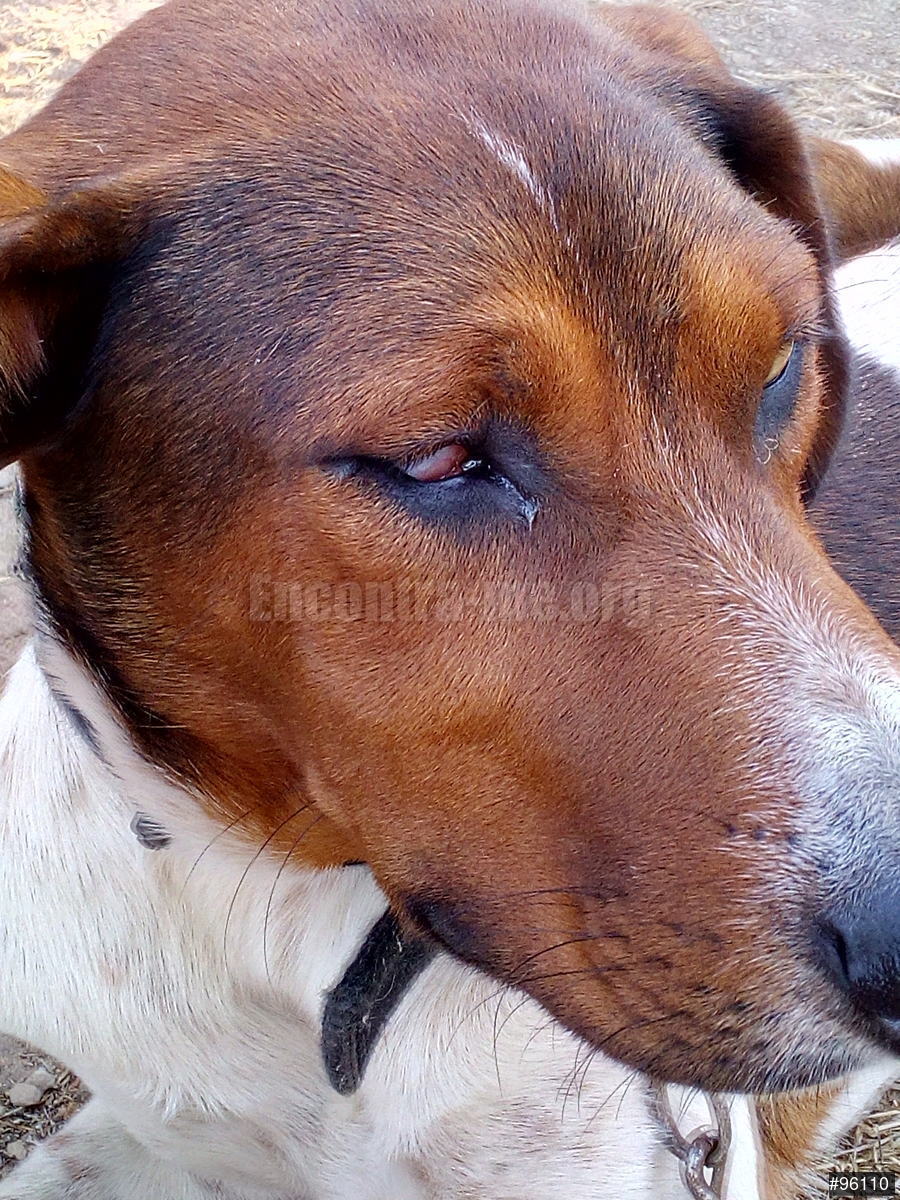 Anúncio N.º 96110 - Cão Encontrado - Encontra-me