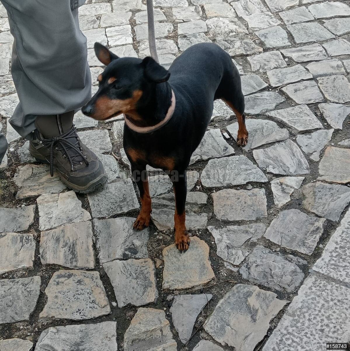 Anúncio N.º 158743 - Cadela Encontrada - Encontra-me