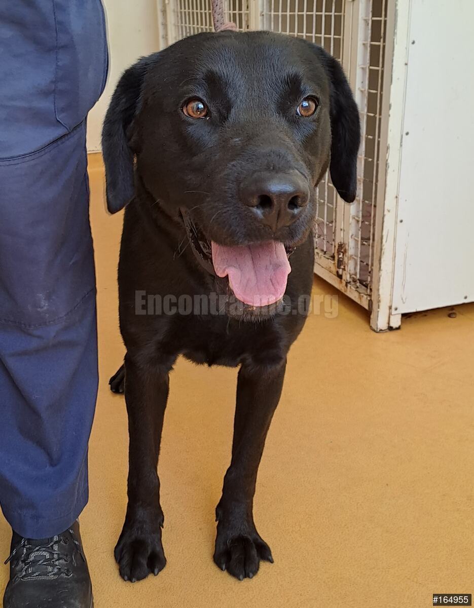 Anúncio N.º 164955 - Cadela Encontrada - Encontra-me