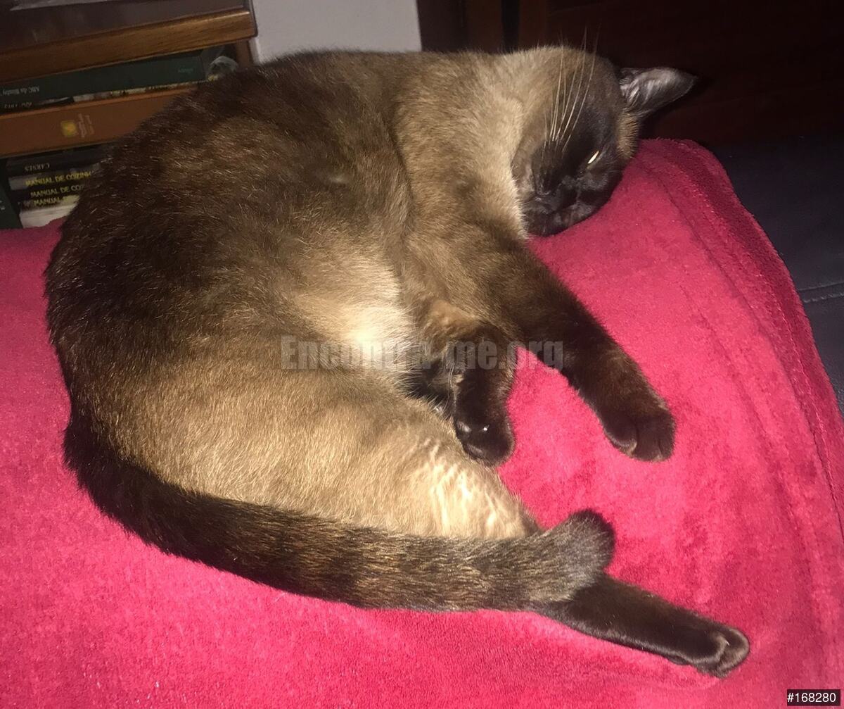 Anúncio N.º 168280 - Gata Desaparecida - Encontra-me