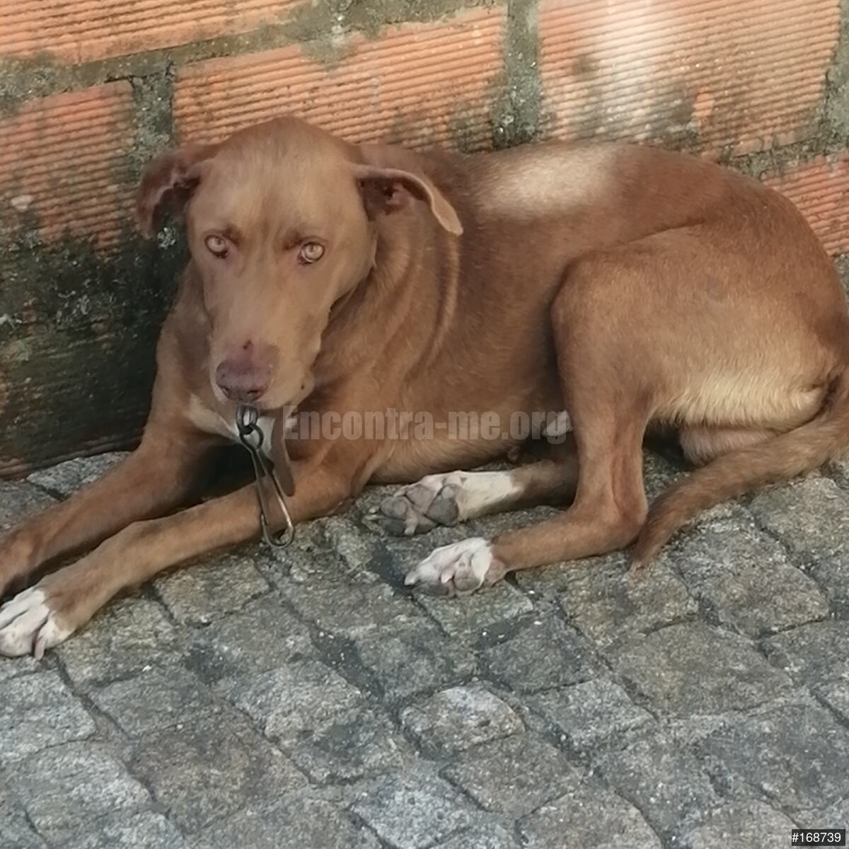 Anúncio N.º 168739 - Cão Encontrado - Encontra-me