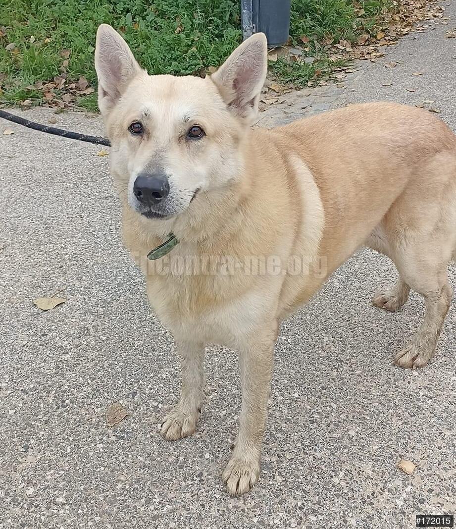 Anúncio N.º 172015 - Cão Encontrado - Encontra-me