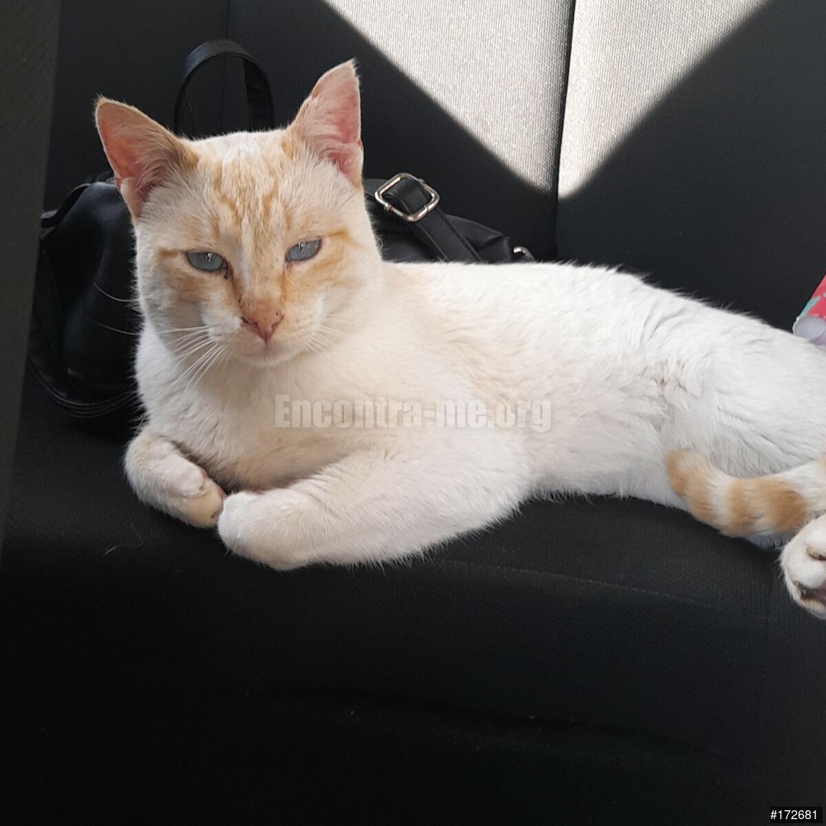 Anúncio N.º 172681 - Gato Encontrado - Encontra-me