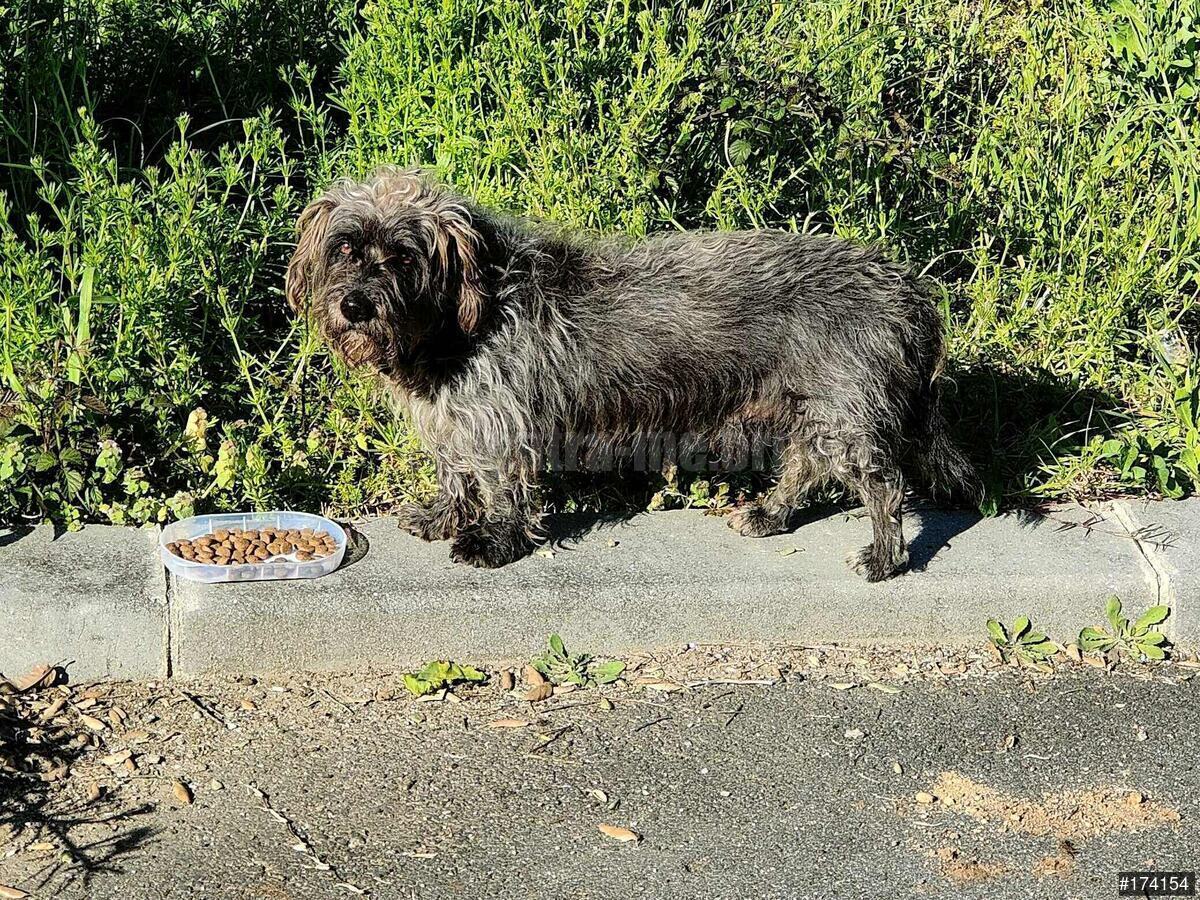 Anúncio N.º 174154 - Cão Encontrado - Encontra-me