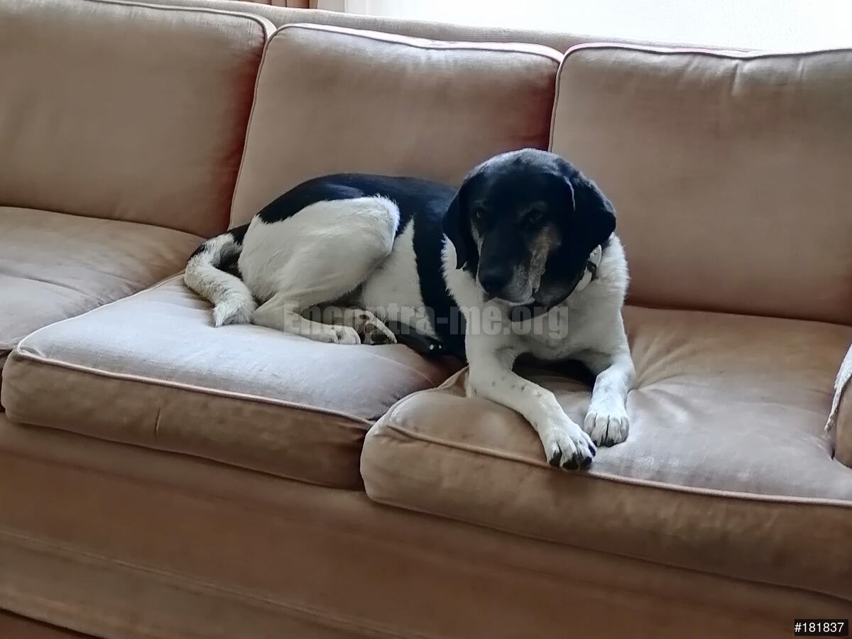 Anúncio N.º 181837 - Cadela Desaparecida - Encontra-me