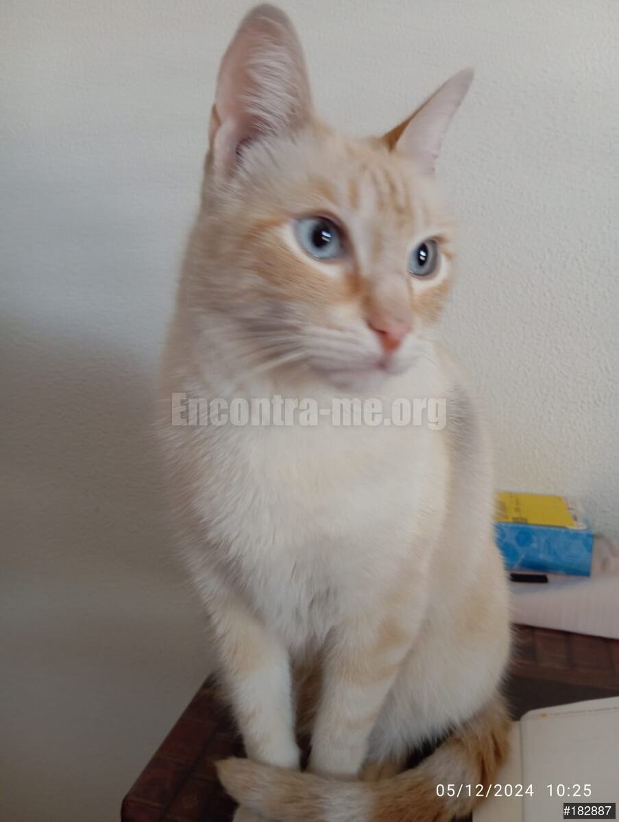 Anúncio N.º 182887 - Gato Desaparecido - Encontra-me