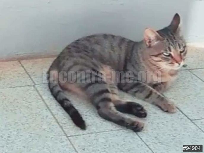 Anúncio N.º 94904 - Gata Desaparecida - Encontra-me